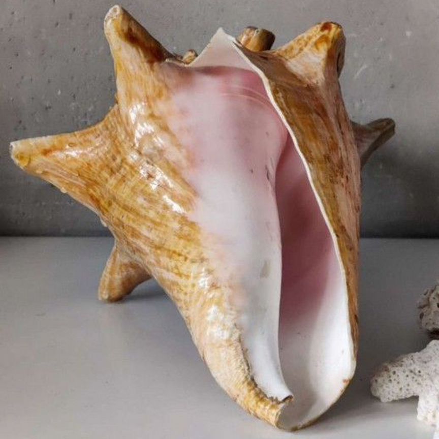 Раковина морская большая кораллы