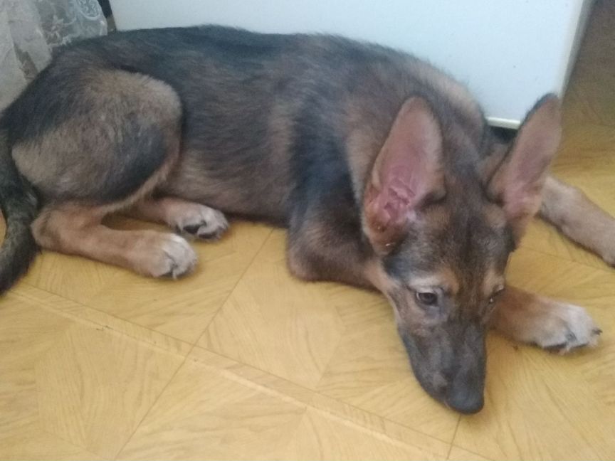 Восточноевропейская овчарка зонарного