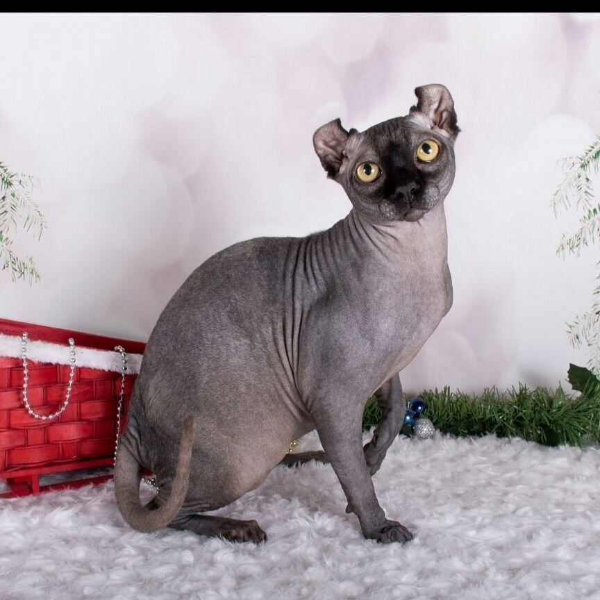 Парень эльф