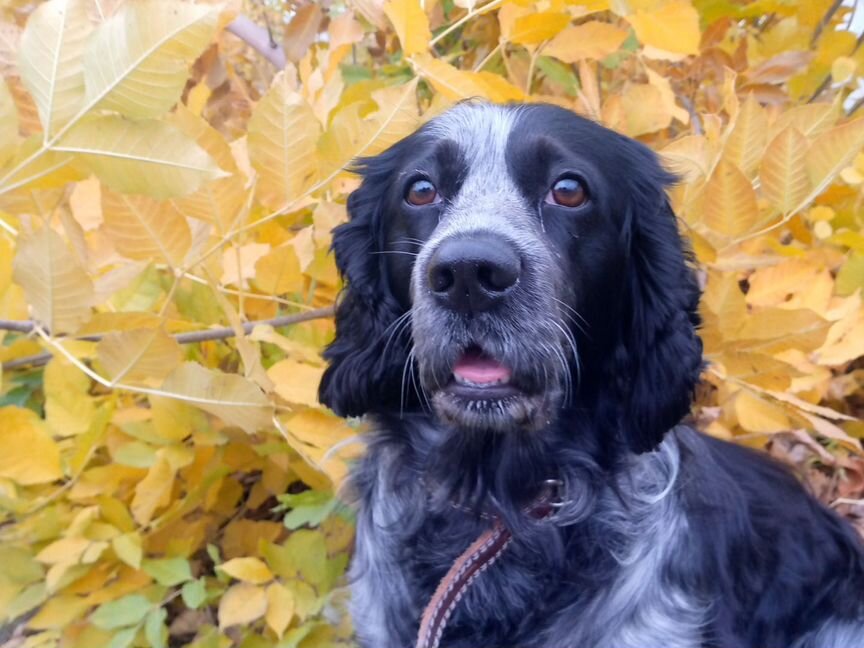 Русский спаниель вязка