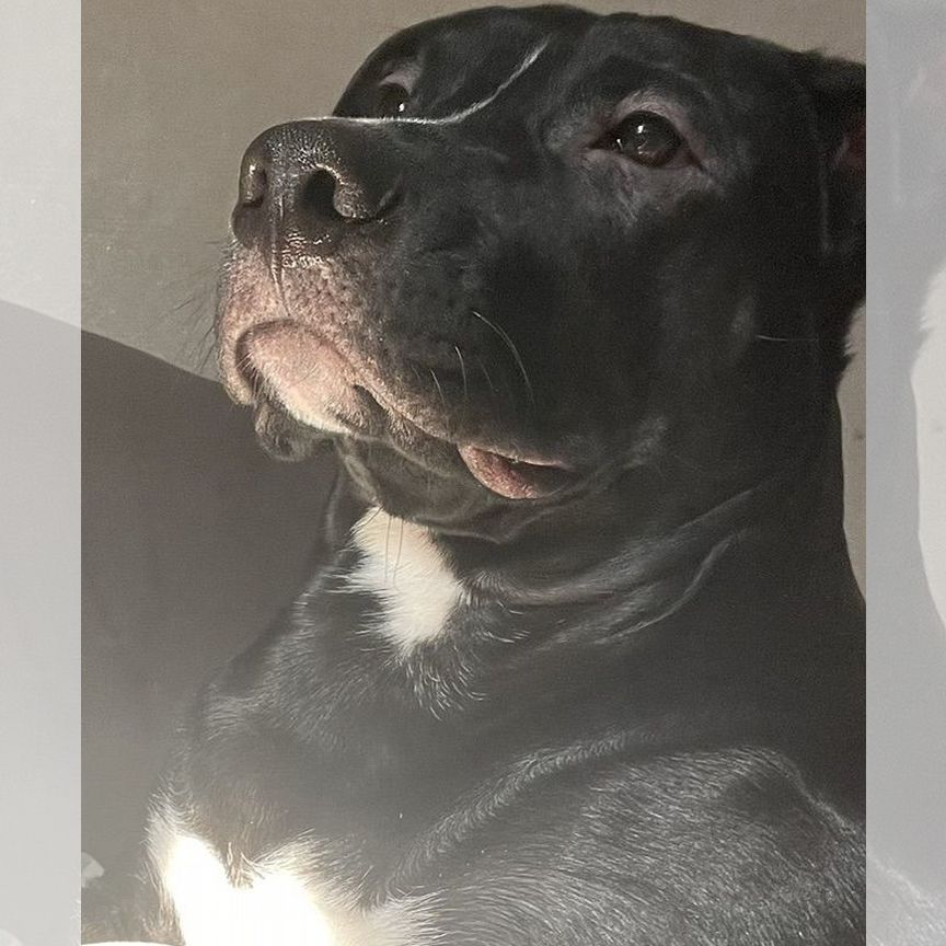 Американский стаффордширский терьер, щенок