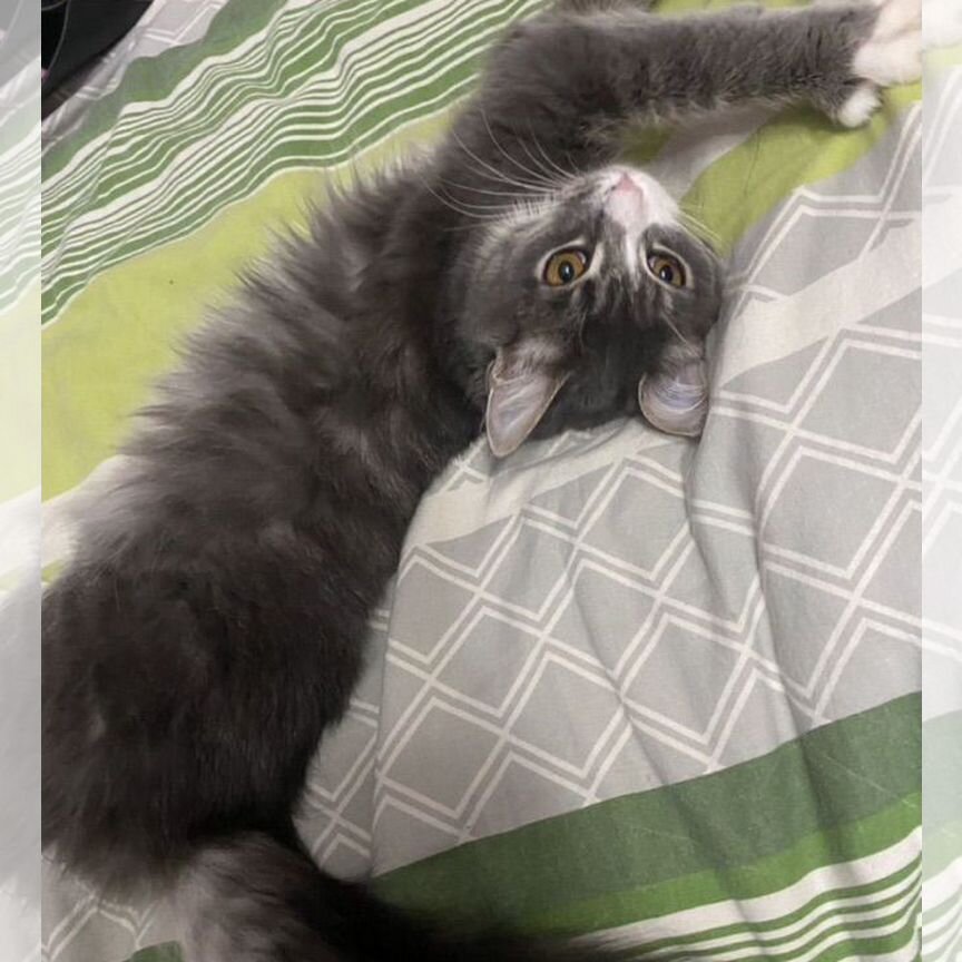 Котёнок в добрые руки