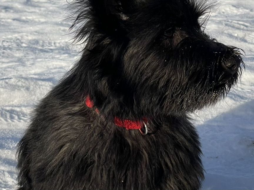 Щенки скай терьера