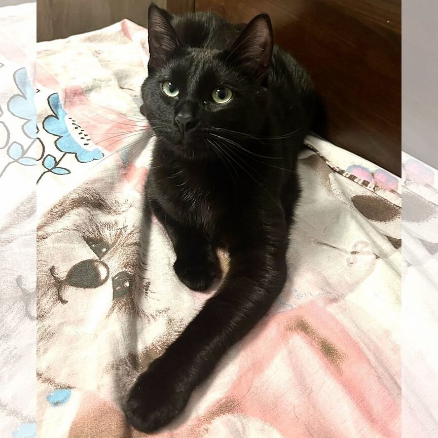 Молодой черный котик мальчик ласковый