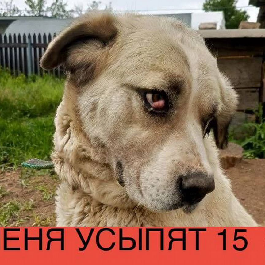 Взрослая собака в добрые руки