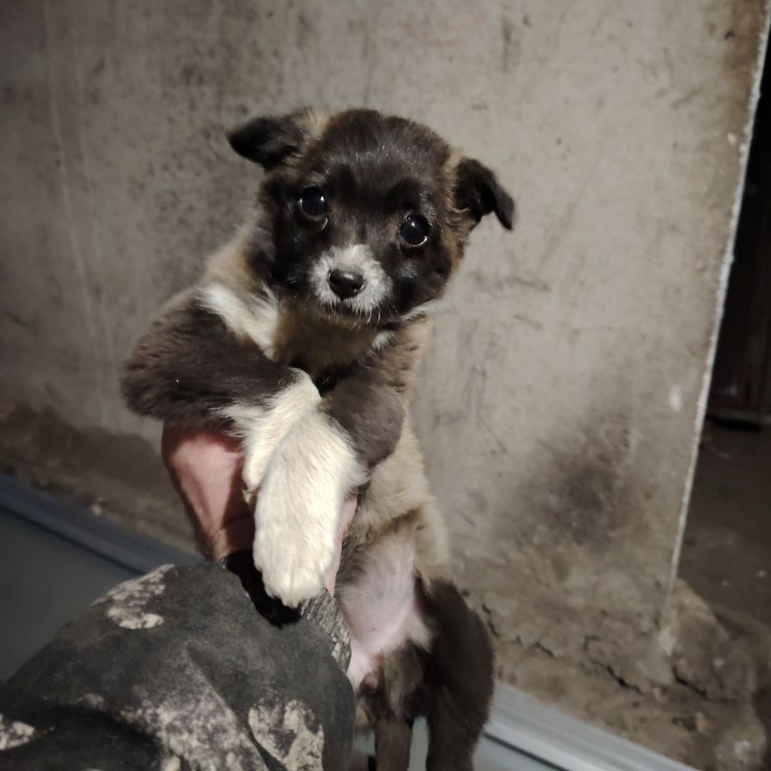 Отдам в добрые руки маленькую собачку