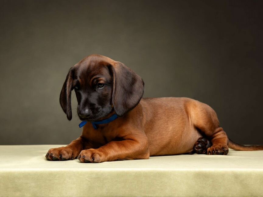 Щенки баварской гончей