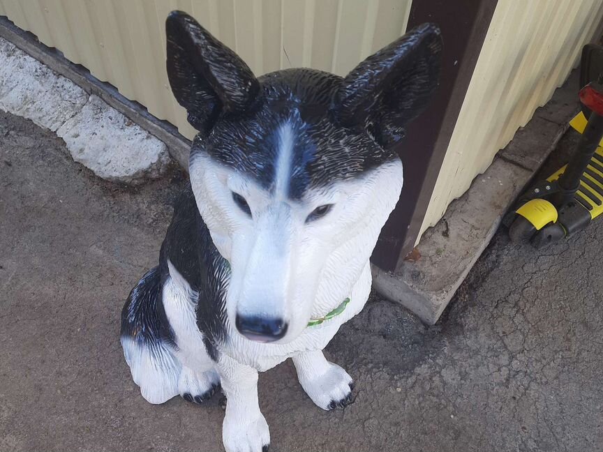 Отдам бесплатно собаку