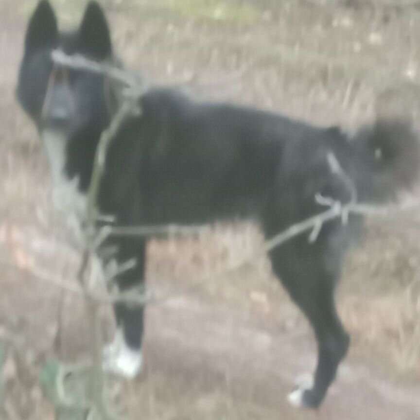 Лайка, взрослый пёс