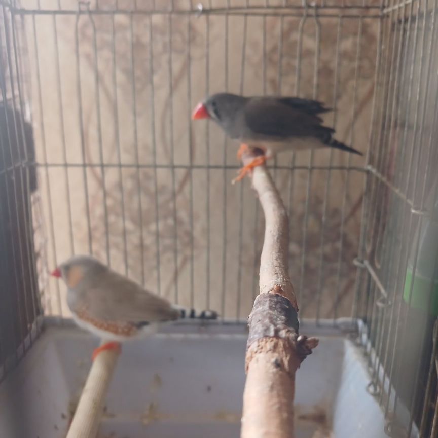 Продам зебравых амадинов