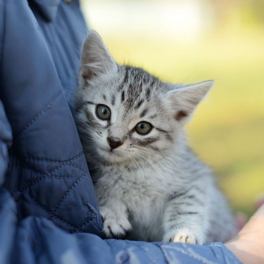 Котята мальчики в дар (серый и черный)