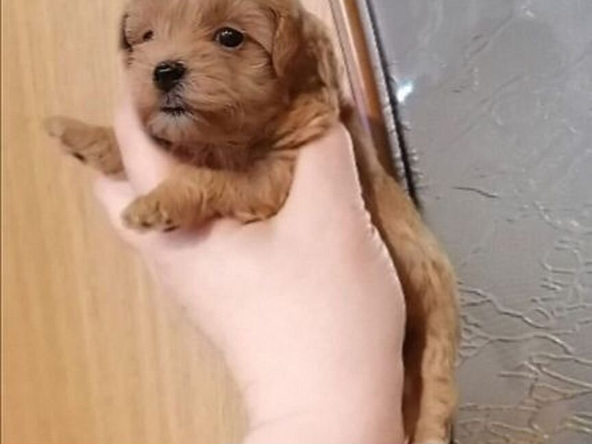 Мальтипу Ф1 щенки на март