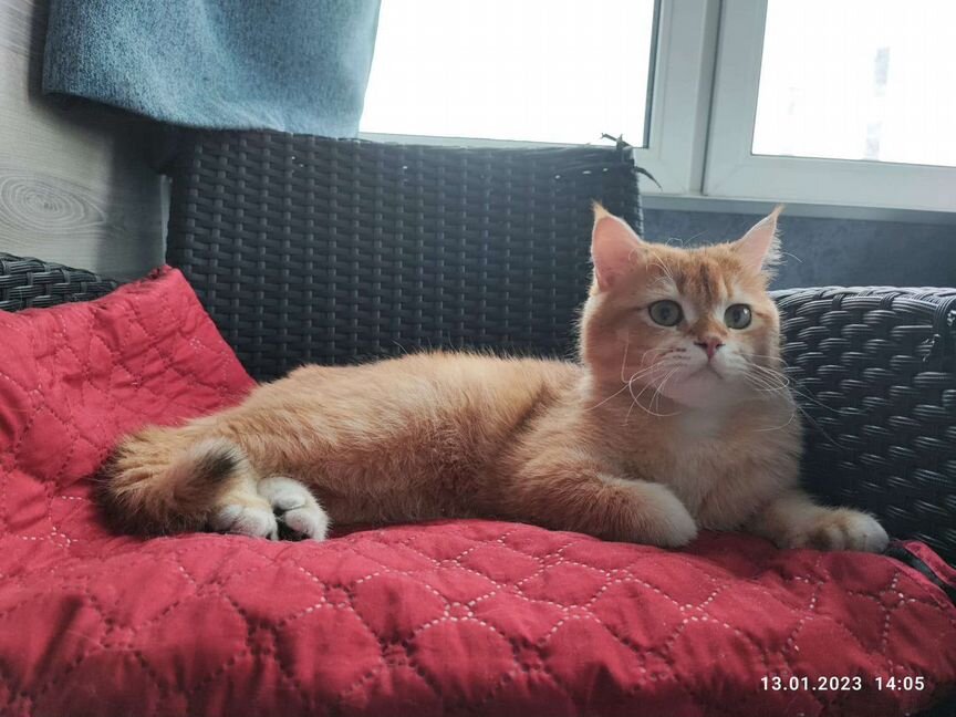 Британский рыжий кот золотая шиншилла