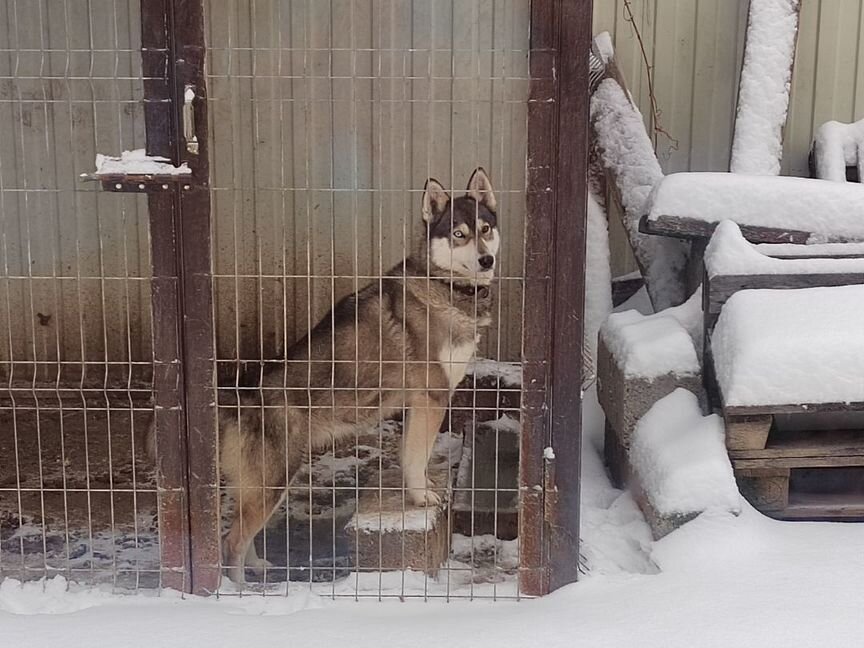 Хаски, девочка, 2 года