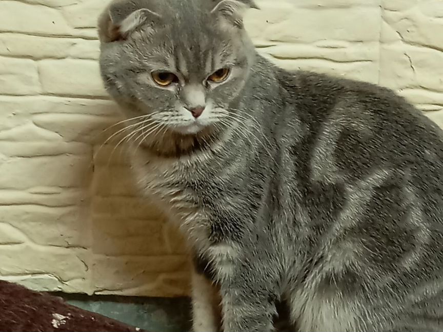 Шотландская вислоухая кошка