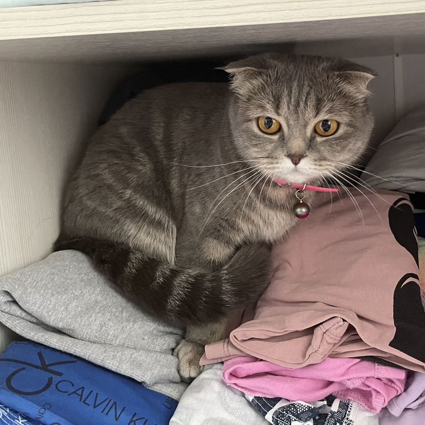 Шотландская вислоухая короткошёрстная, взрослая кошка