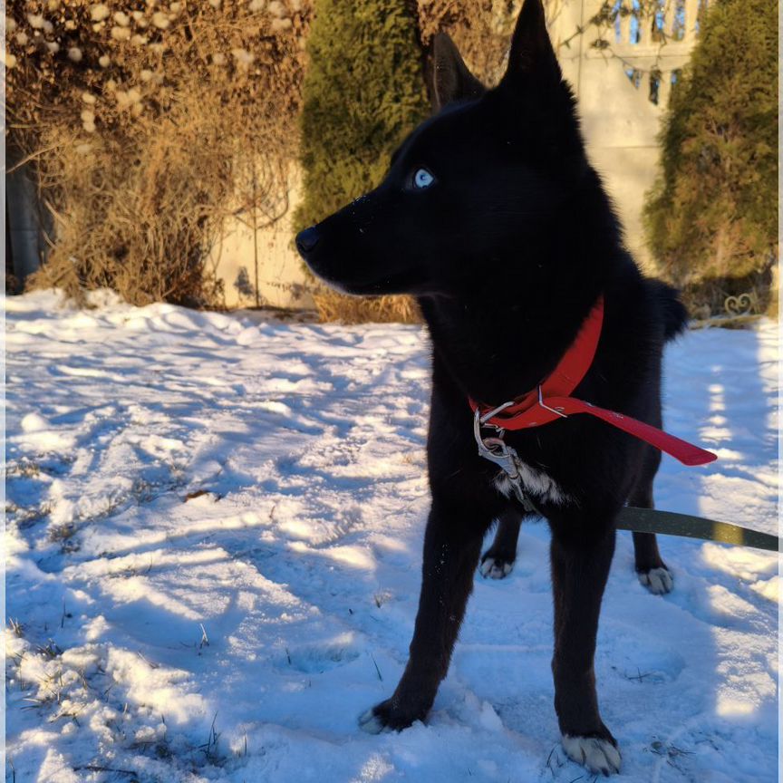 Лайка, взрослая собака