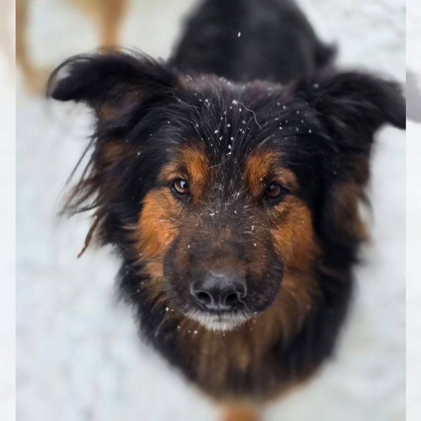 Взрослый пёс в добрые руки