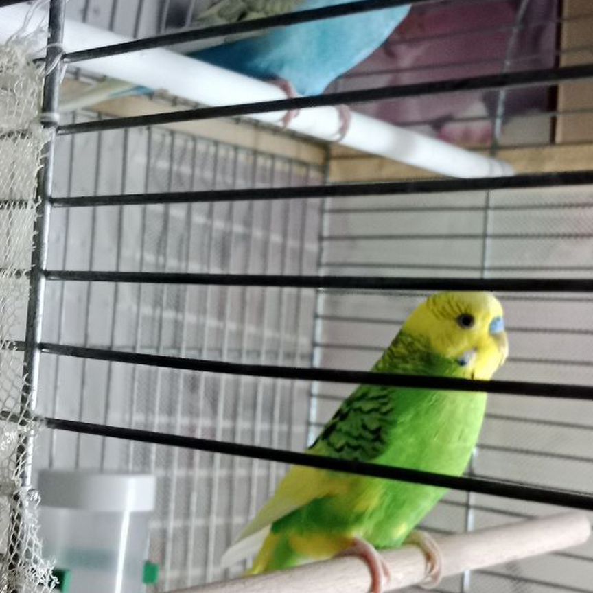 Волнистый попугай