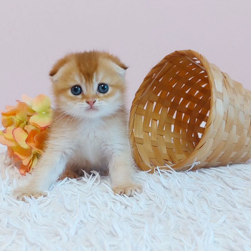 Шотландский котенок мальчик