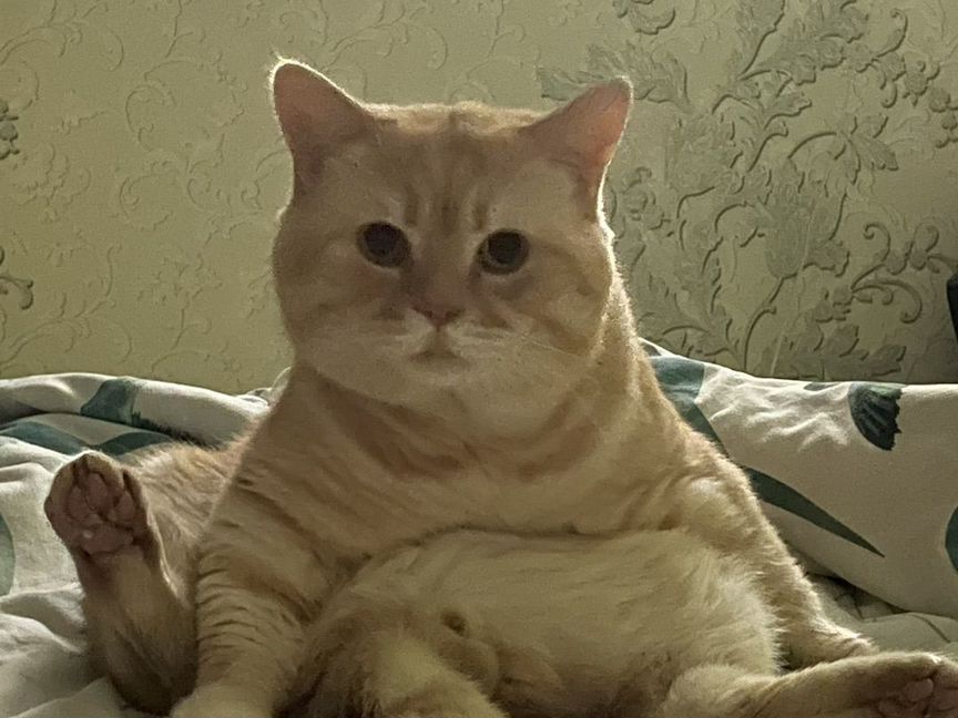 Британская