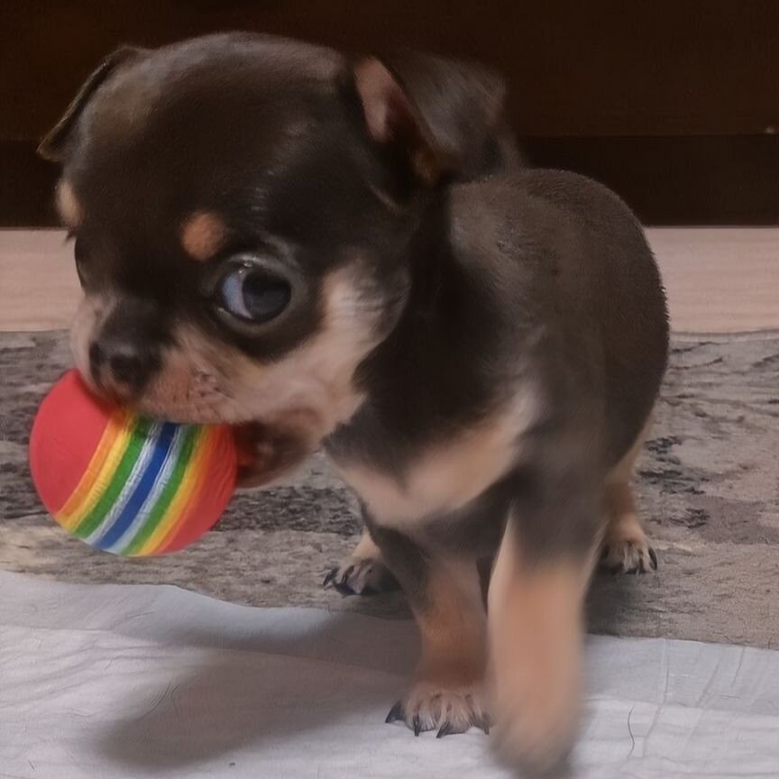 Чихуахуа, щенок