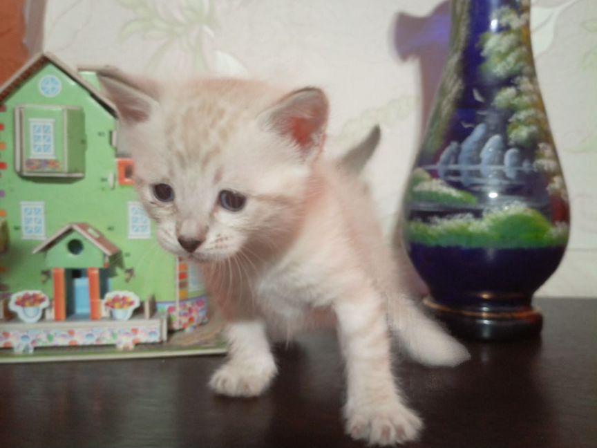 Бенгальская кошка