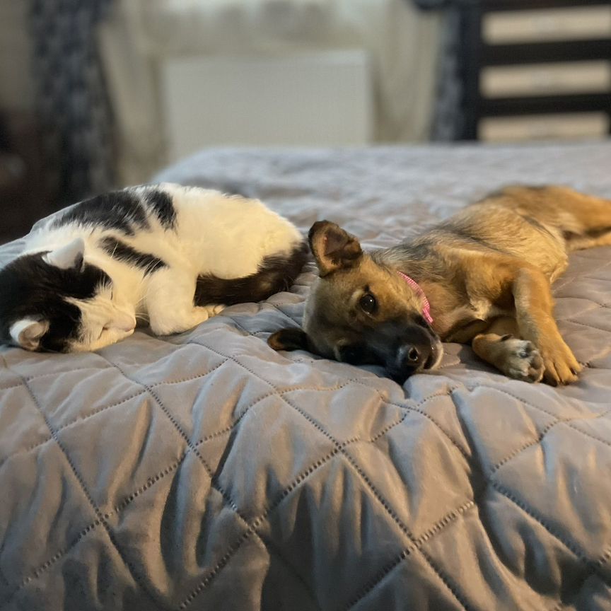 Маленькая собачка в добрып руки