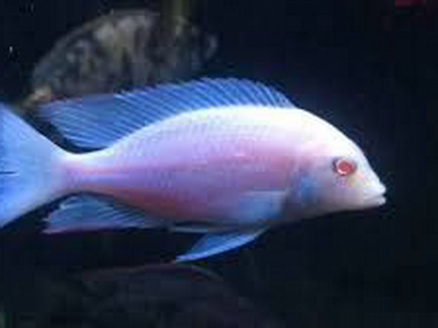 Дельфин альбинос