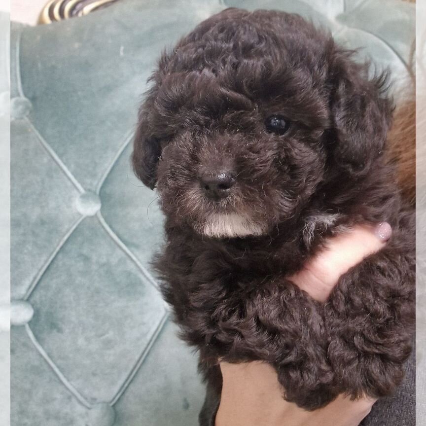 Мальтипу миниатюрный мальчик.окрас голубой