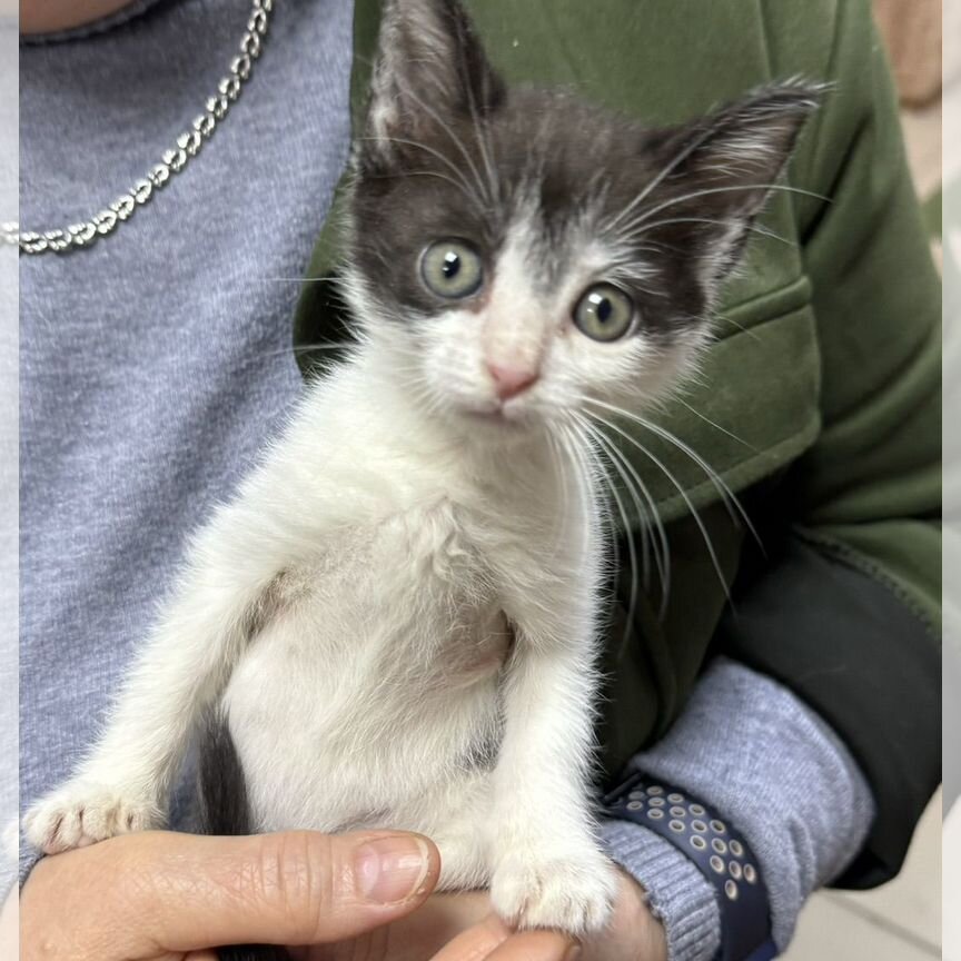 Котёнок в добрые руки