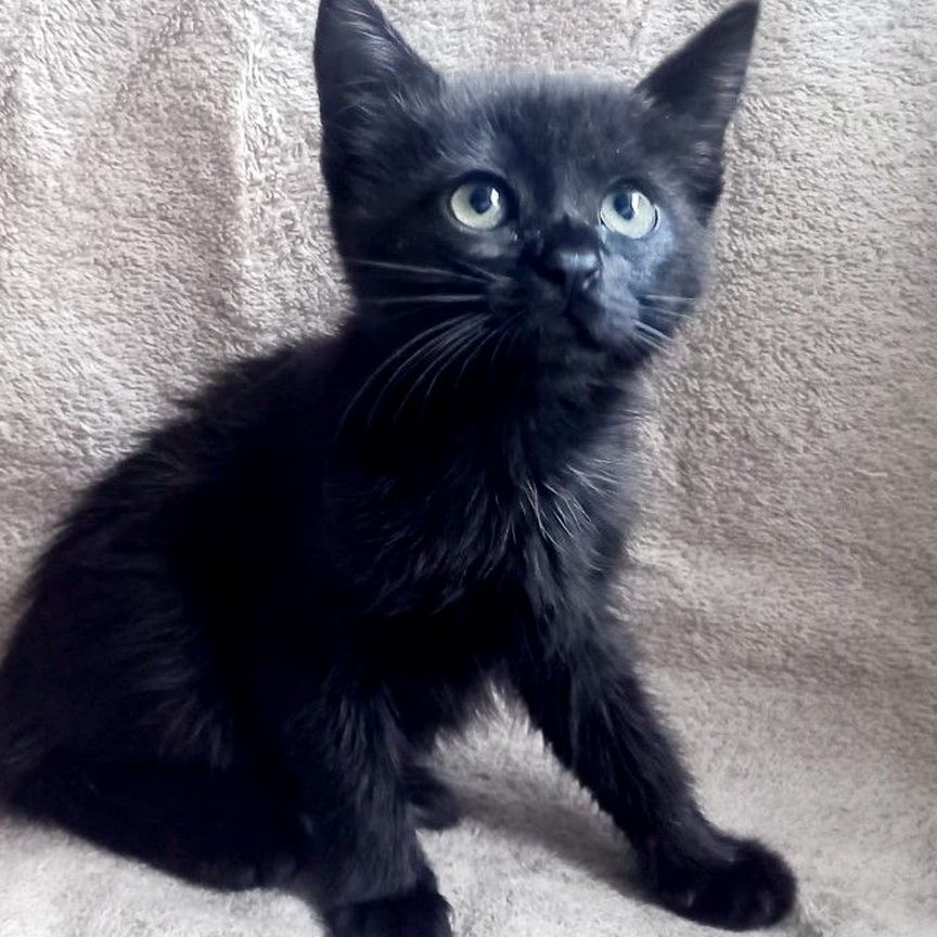 Черная кошечка, 2.5 мес. Приют. Могу привезти