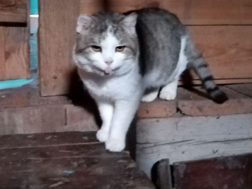 Котик в добрые руки