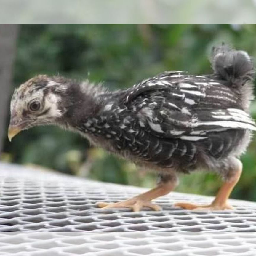 Цыпленок Виандот серебро