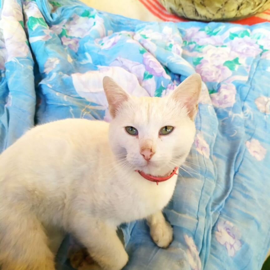 Котик белый ищет дом