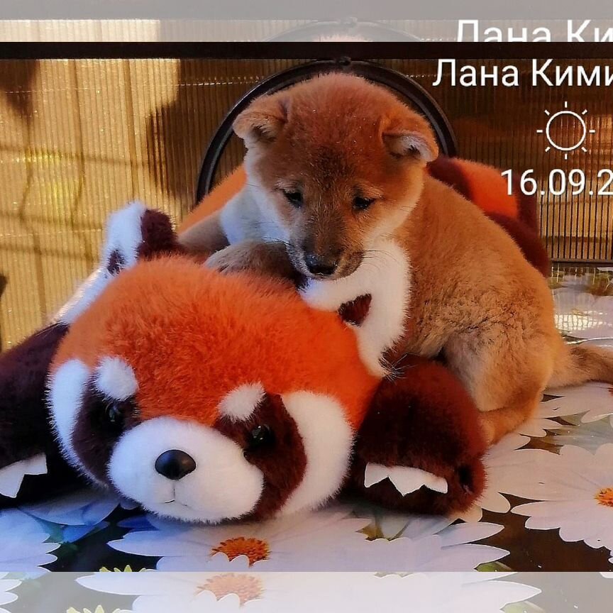 Сиба-ину, щенок