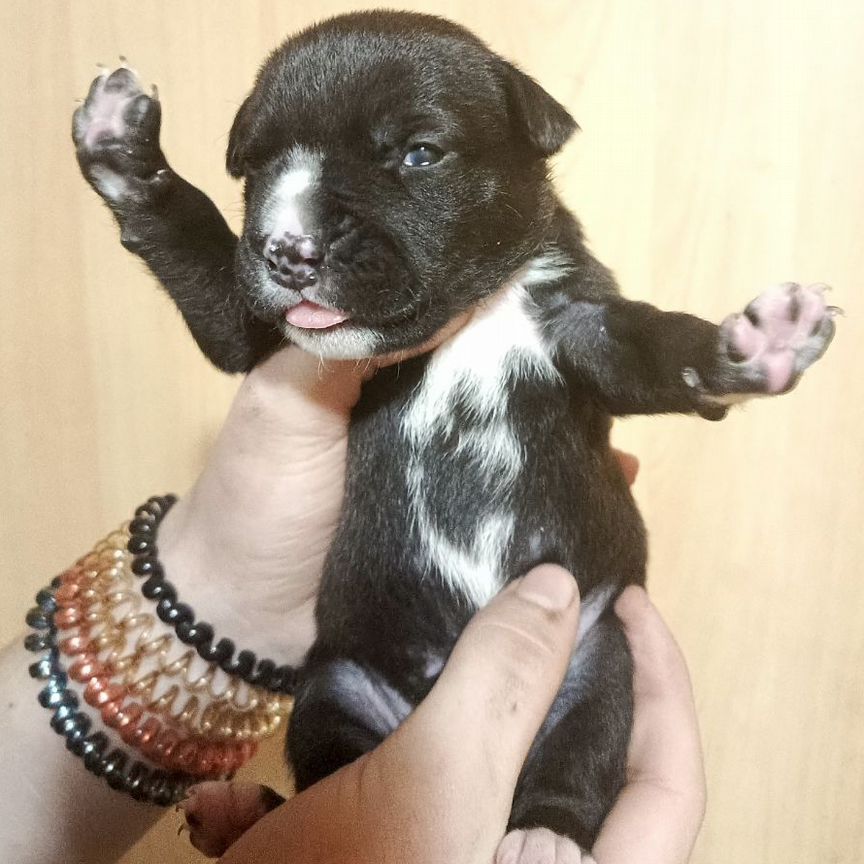 Американский стаффордширский терьер, щенок