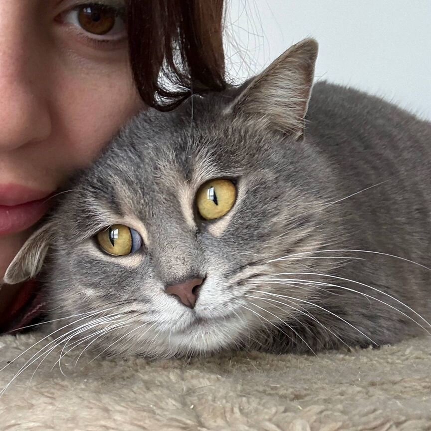 Взрослый кот в добрые руки