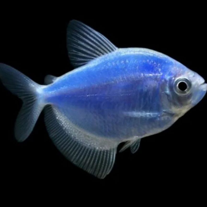 Рыбки для аквариума (Даром)