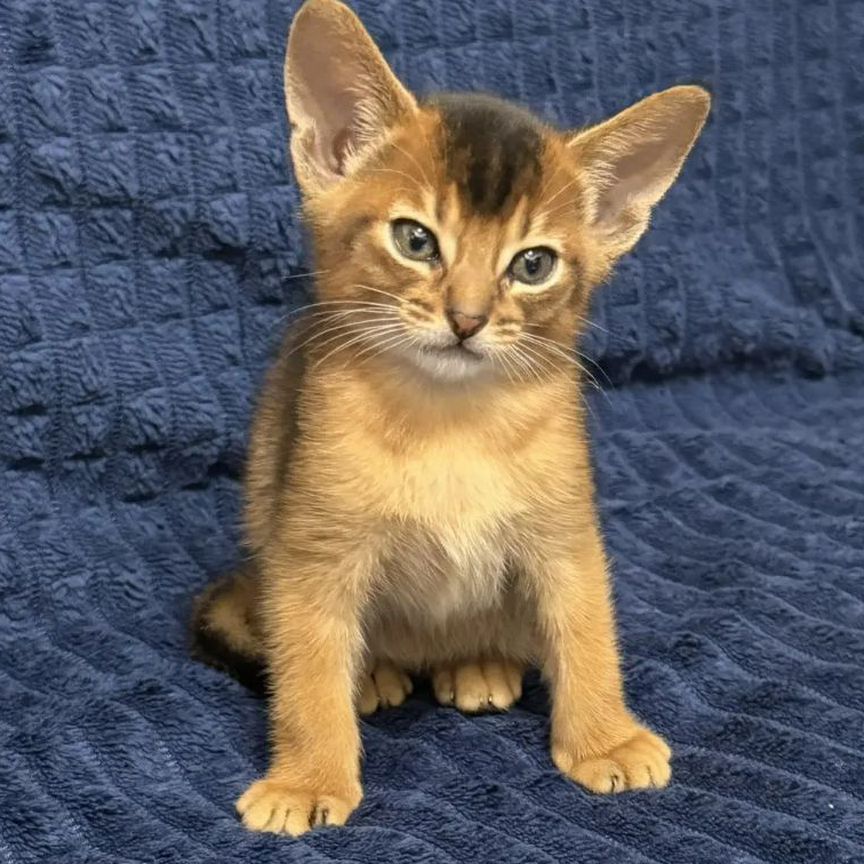 Абиссинский котёнок