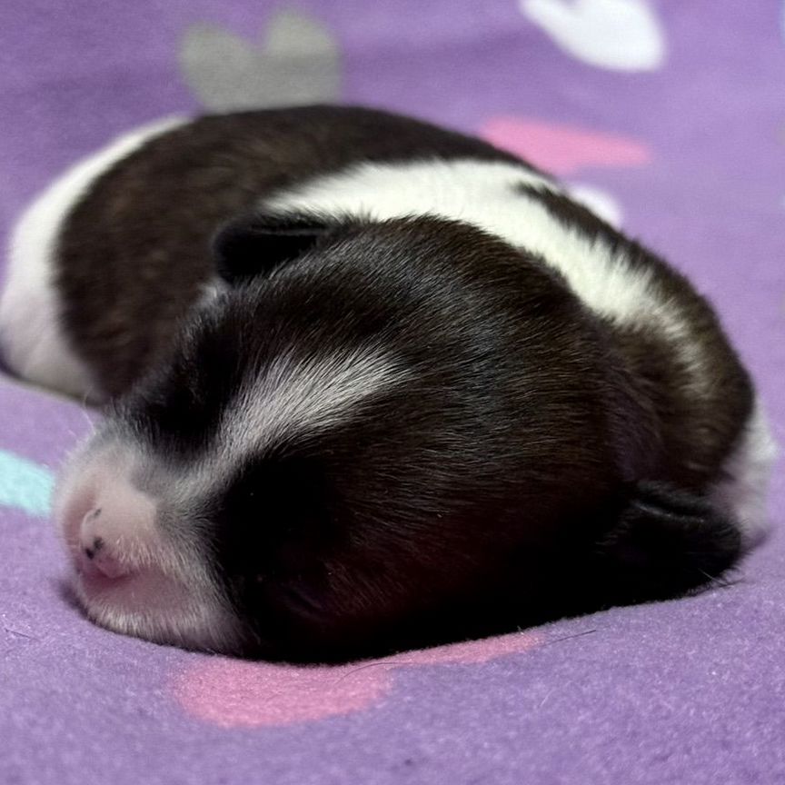 Чихуахуа, щенок