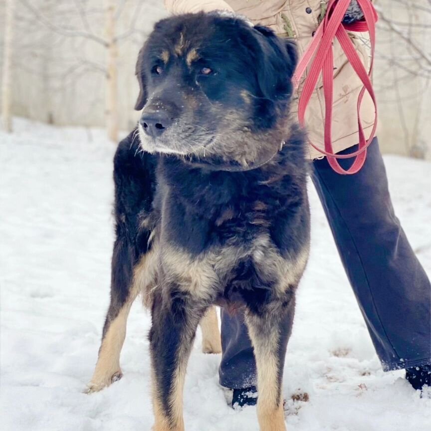Джессика