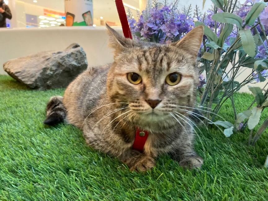 Домашняя кошечка