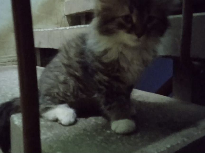 Котенок в добрые руки