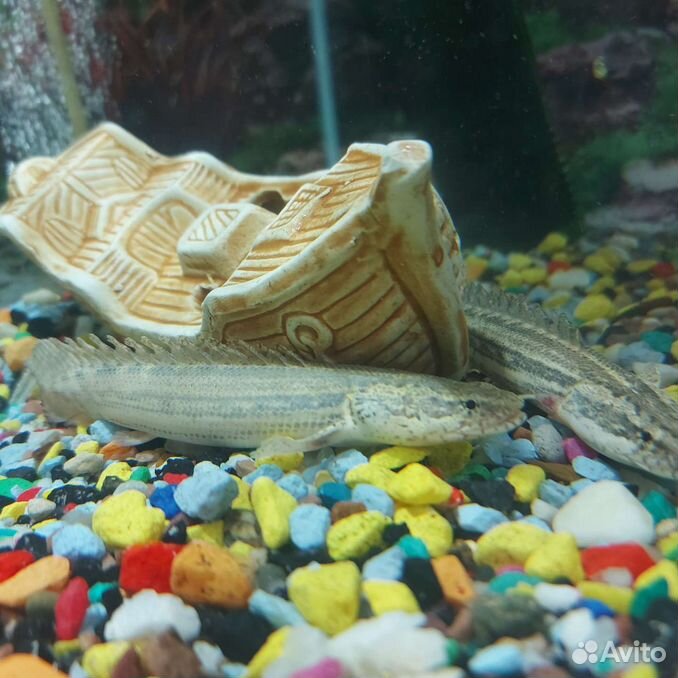 Полиптерус лапради 20см