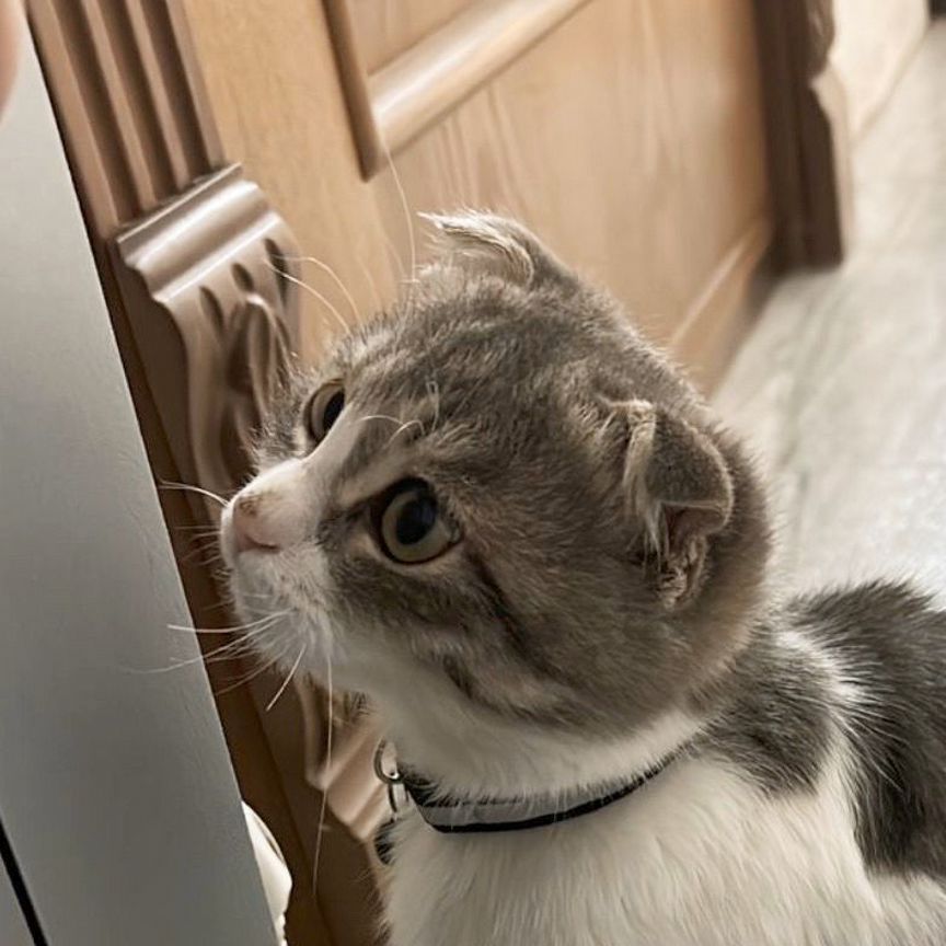 Шотландский вислоухий мальчишка оказался один