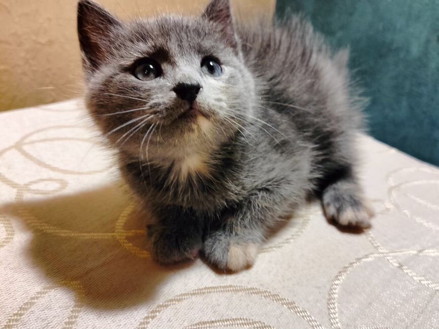Котенок