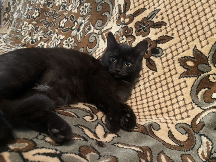 Маленькая кошечка