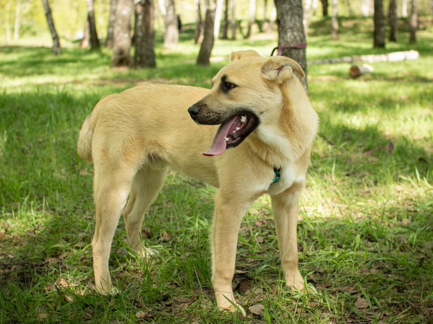 Щенок Дизель ищет дом