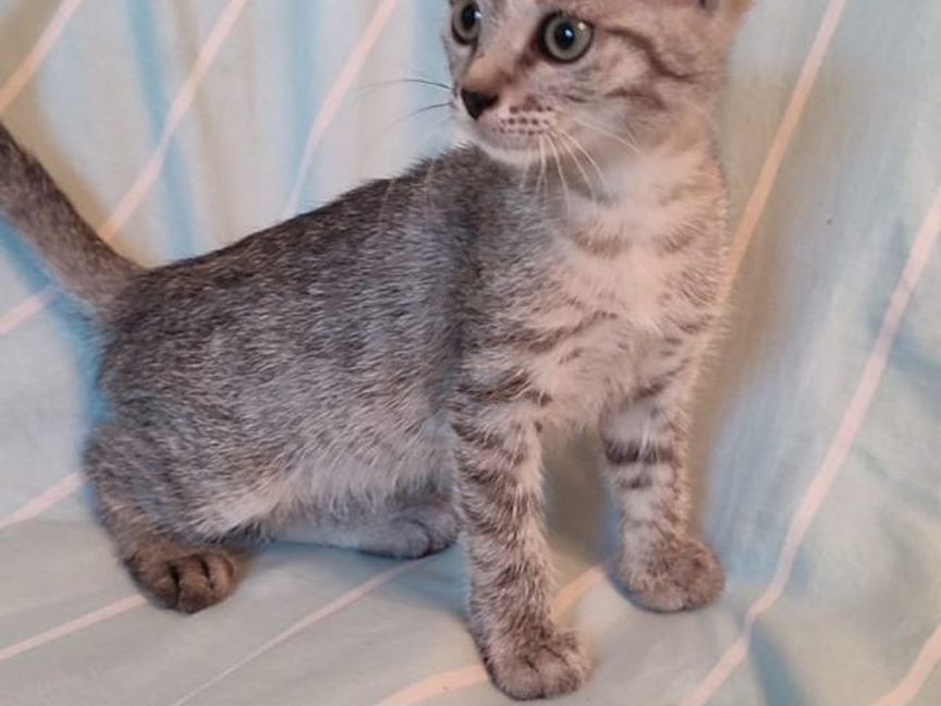 Котёнок